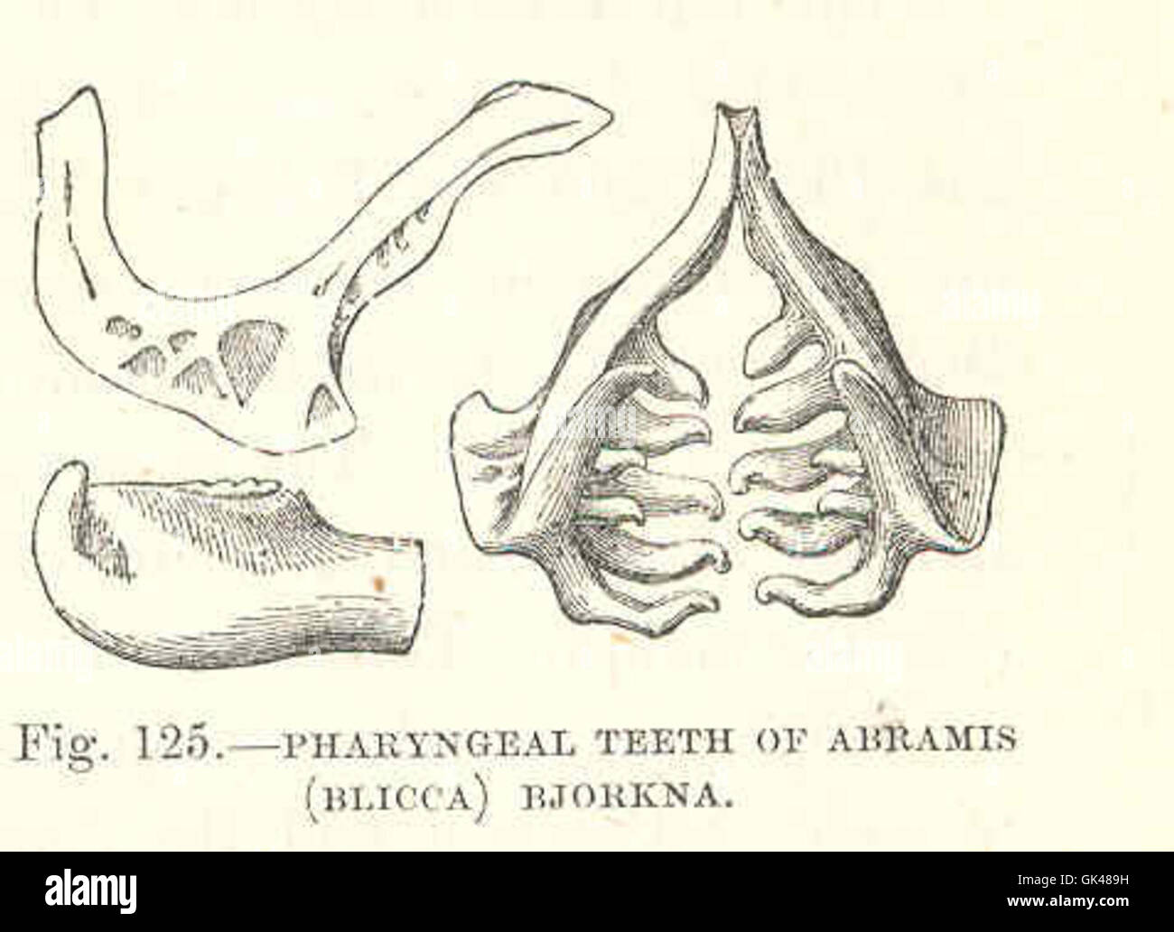 Pharyngeal teeth hi-res stock photography and images - Alamy
