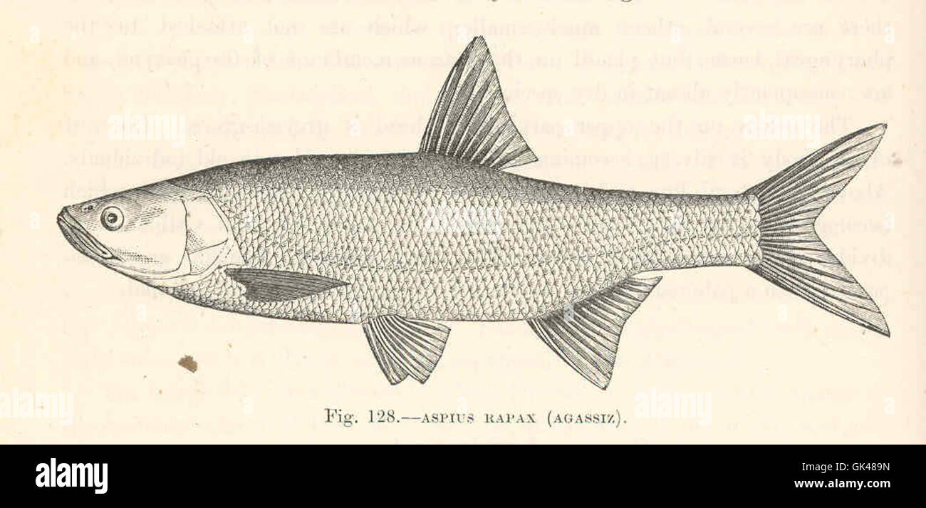 Aspius High Resolution Stock Photography and Images - Alamy