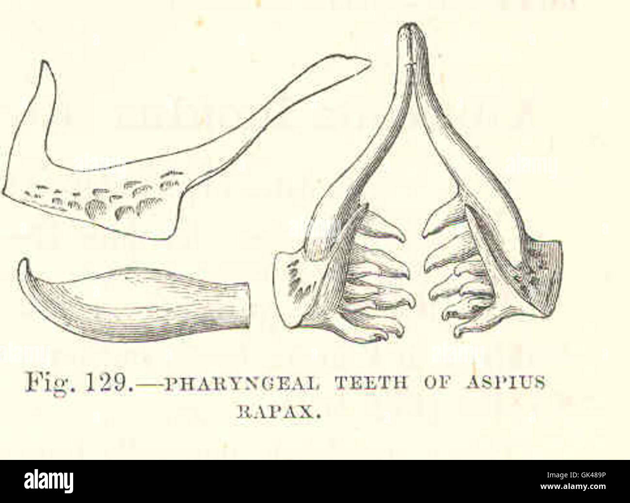The pharyngeal teeth of Aspius rapax, a species of freshwater fish, are ...