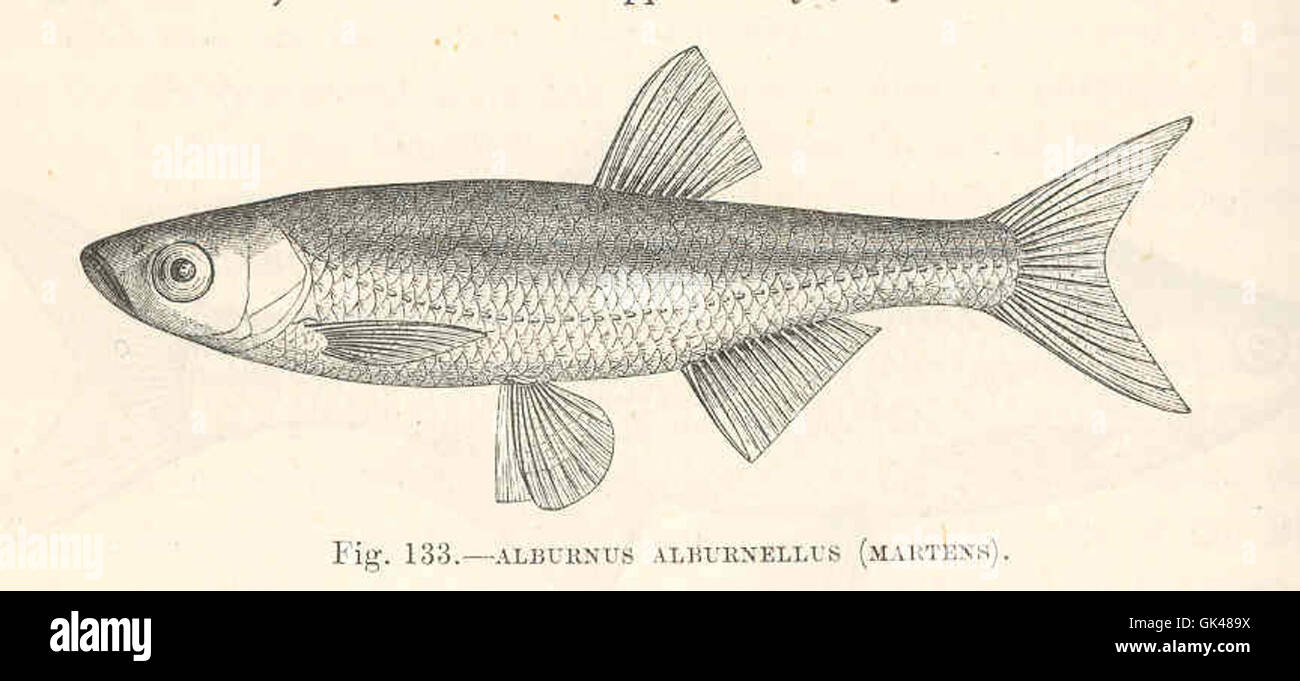 Alburnus alburnellus, commonly known as the European bleak, is a ...