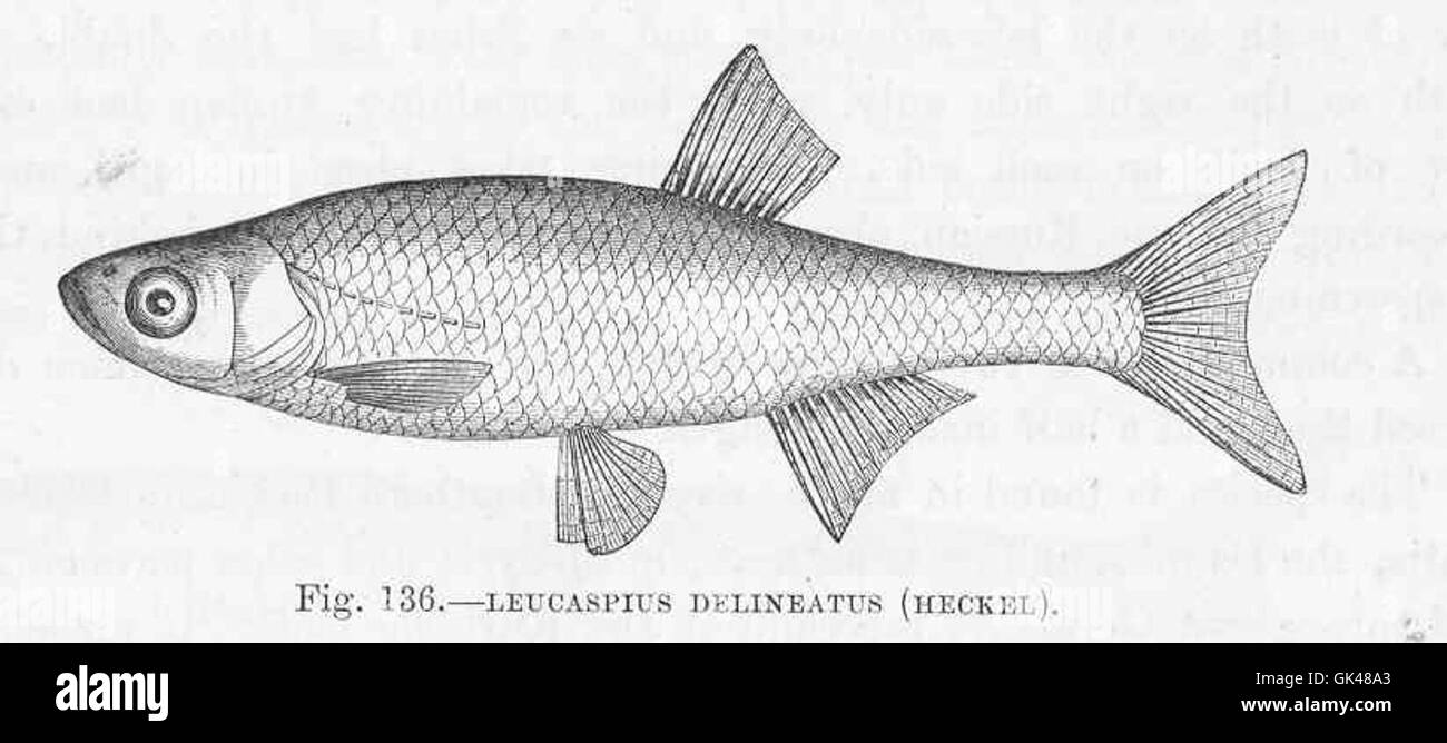 Leucaspius dilineatus, a small freshwater fish species first described ...
