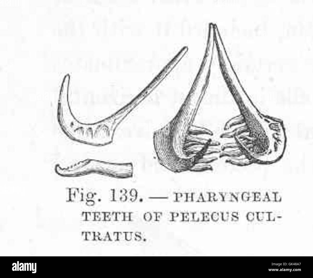 The pharyngeal teeth of Pelecus cultratus, a species of fish, are shown ...