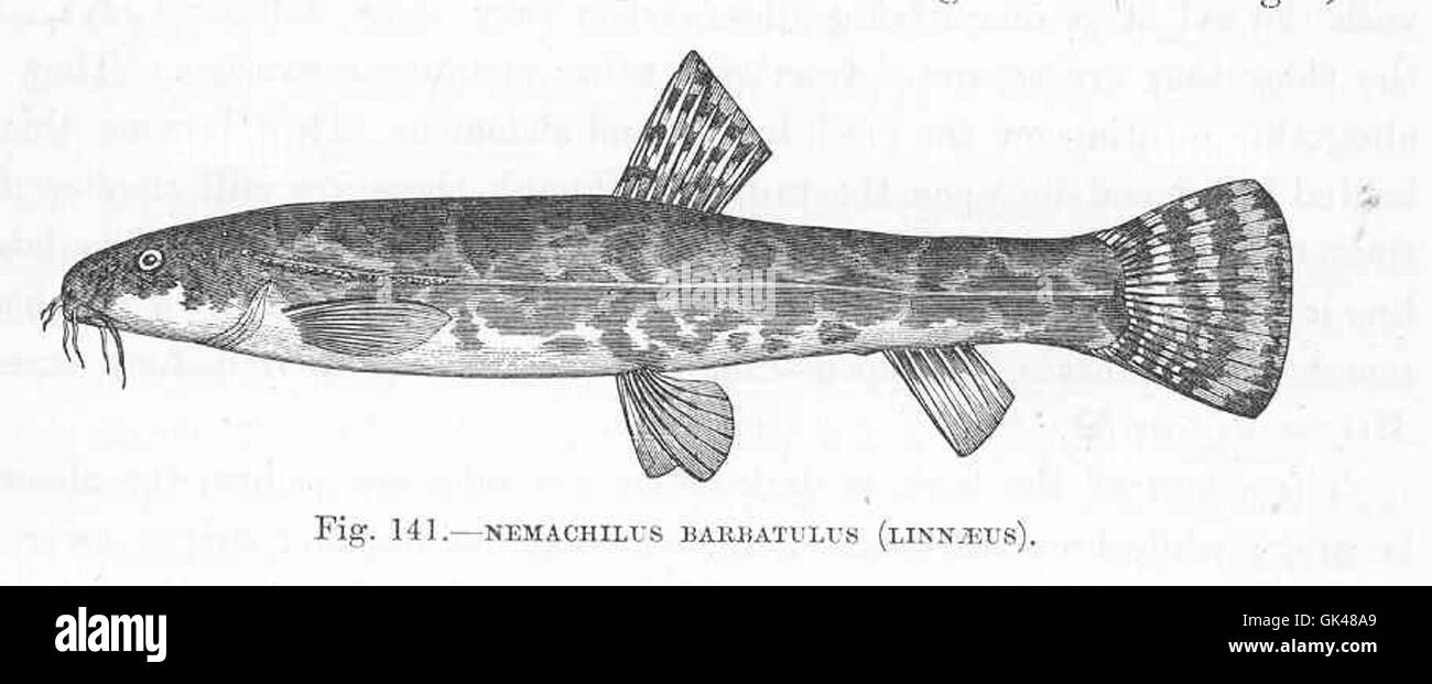 Nemachilus barbatulus hi-res stock photography and images - Alamy