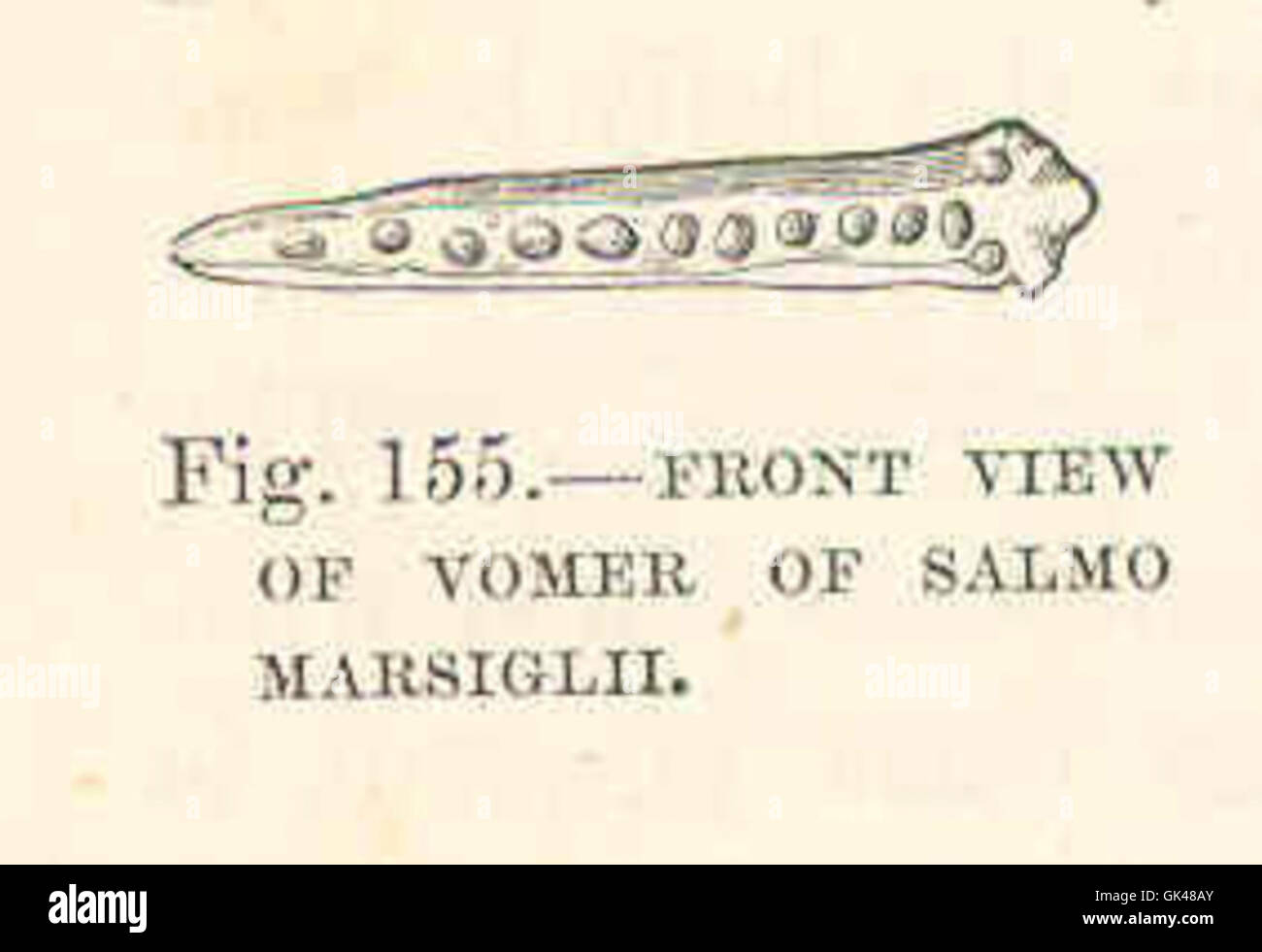 The vomer bone of Salmo marsiglii, commonly known as the Adriatic ...