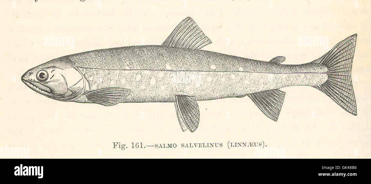 Salmo Map High Resolution Stock Photography and Images - Alamy