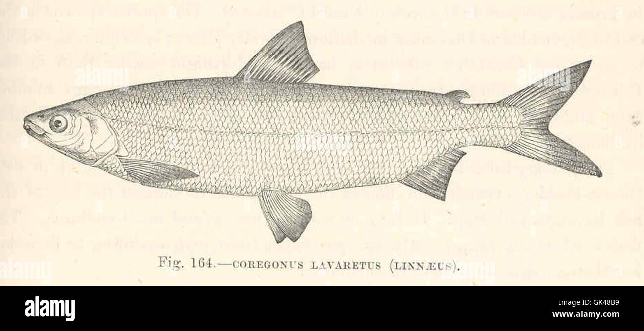 48132 Coregonus lavaretus (Linnaeus Stock Photo - Alamy