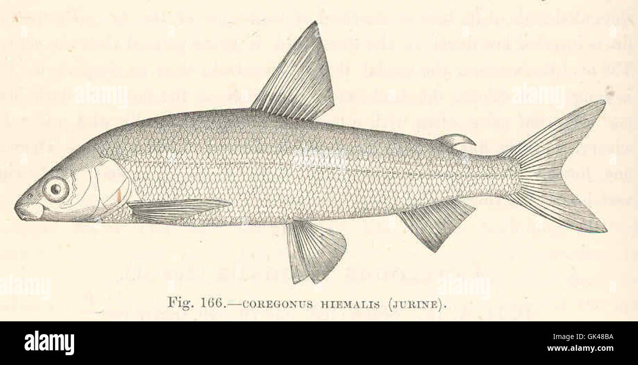 48134 Coregonus hiemalis (Jurine Stock Photo - Alamy