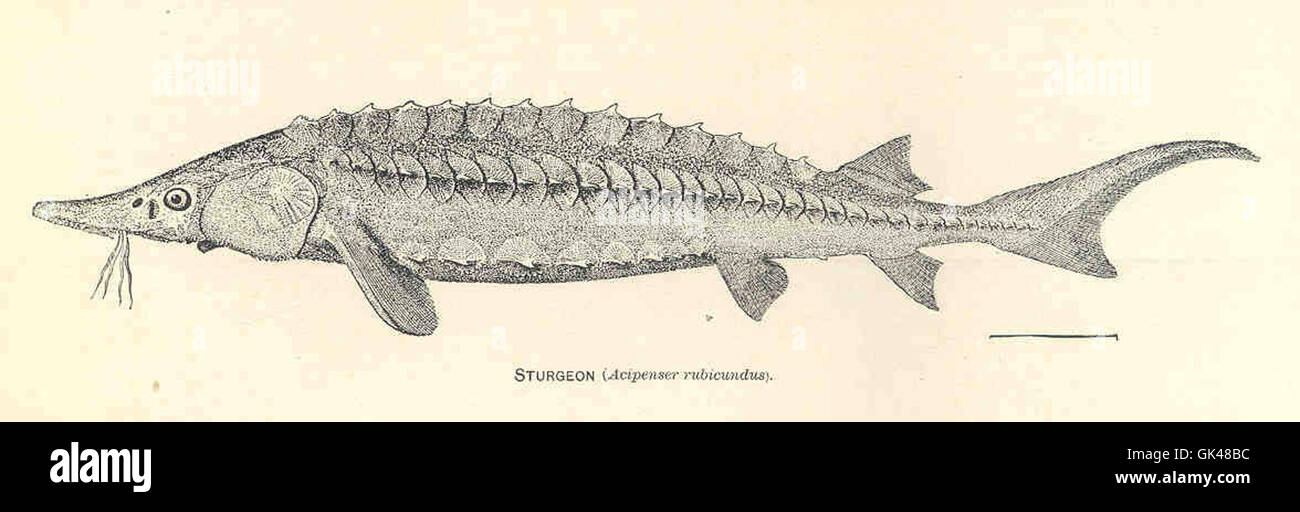 Sturgeon drawing hi-res stock photography and images - Alamy