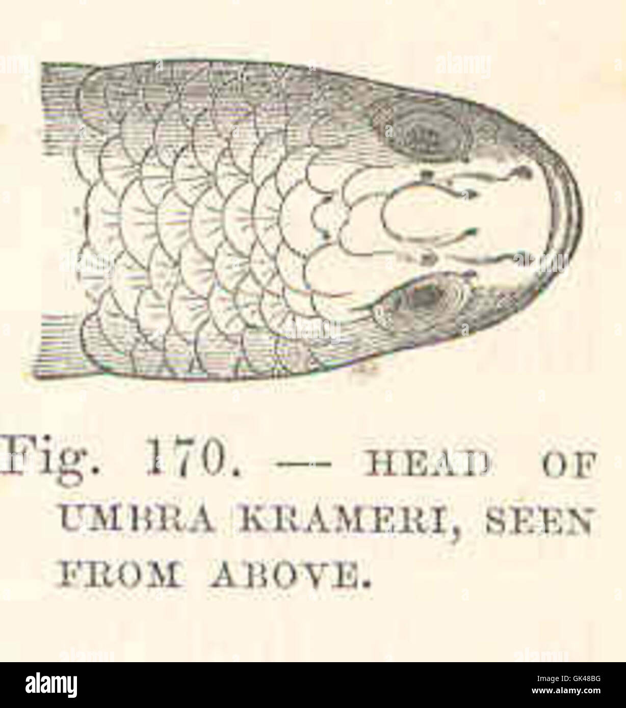 The head of Umbra krameri, a species of fish, is shown from above ...
