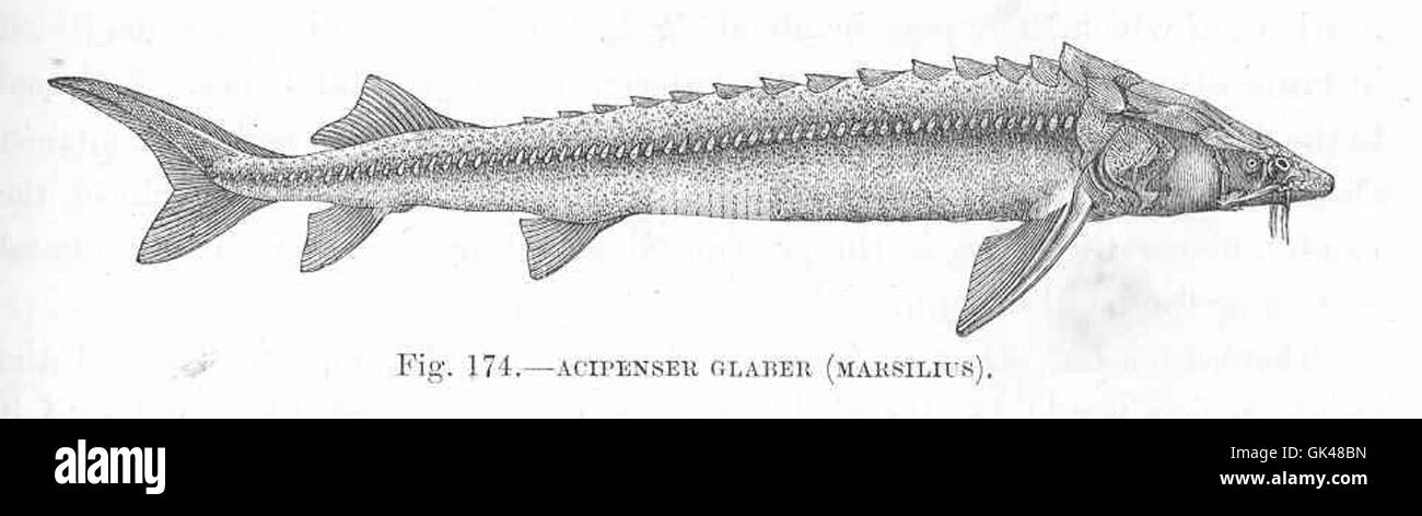 48142 Acipenser glaber (Marsilius Stock Photo - Alamy