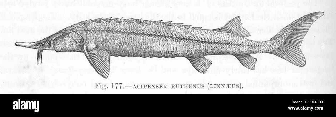 48145 Acipenser ruthenus (Linnaeus Stock Photo - Alamy