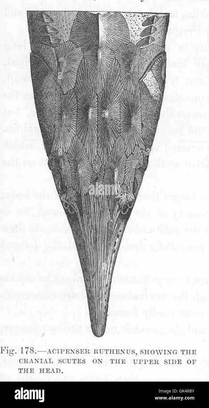 Acipenser ruthenus, the sterlet, is a species of sturgeon native to ...