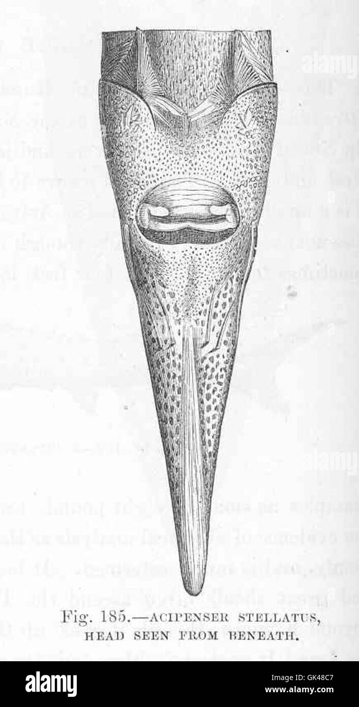 The sturgeon species *Acipenser stellatus*, also known as the starry ...