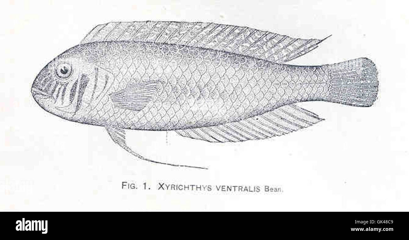 Xyrichthys ventralis, a species of fish, known for its distinct ...