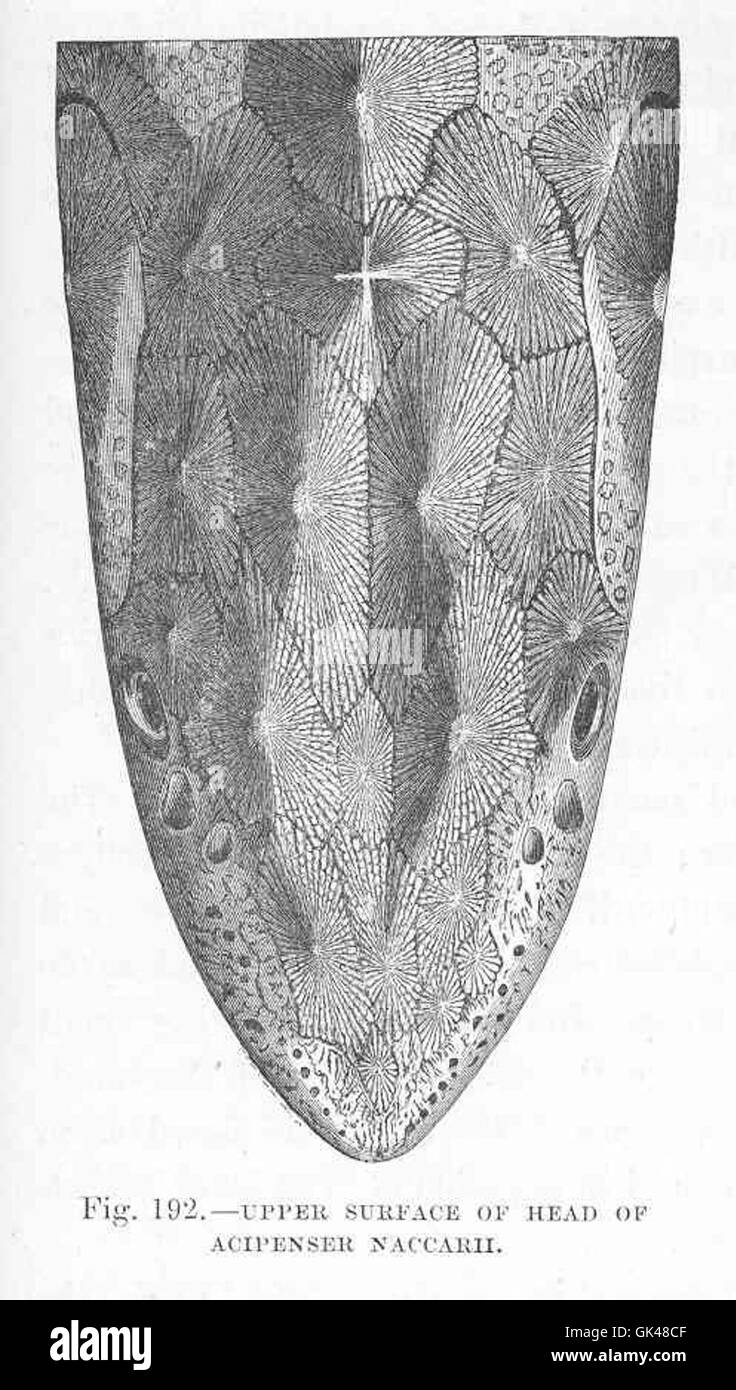 Upper surface hi-res stock photography and images - Alamy