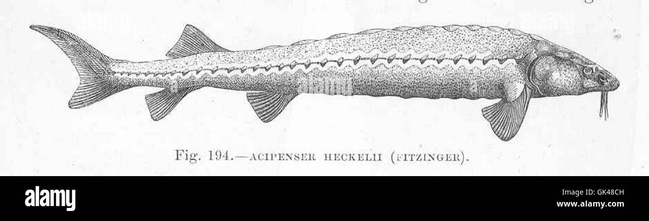 Persian sturgeon hi-res stock photography and images - Alamy