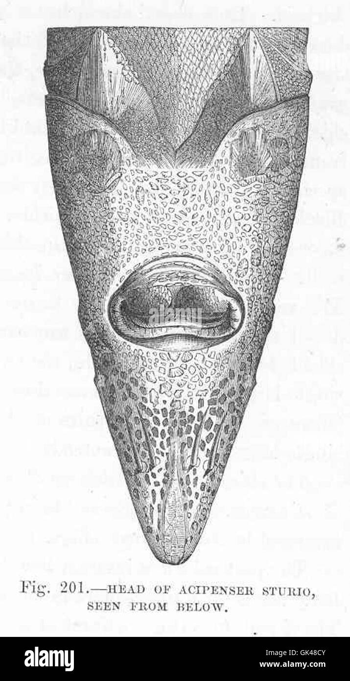This image shows the head of Acipenser sturio, the Atlantic sturgeon ...