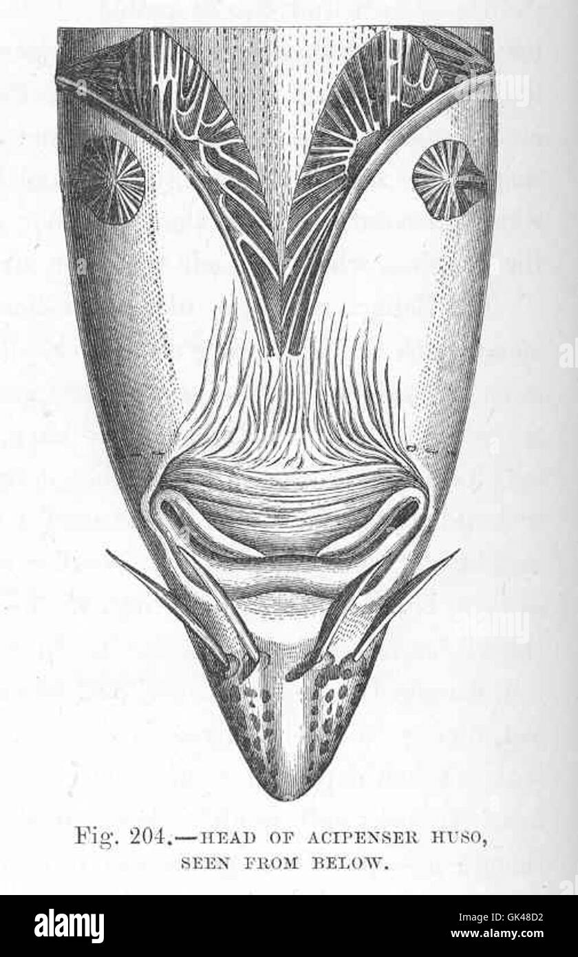 The head of Acipenser huso, the beluga sturgeon, is shown from below ...