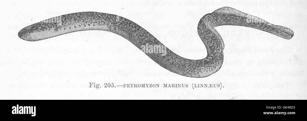Petromyzon Black and White Stock Photos & Images - Alamy
