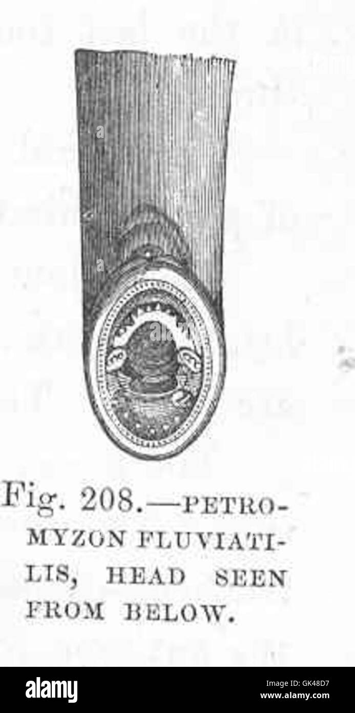 Petromyzon Black and White Stock Photos & Images - Alamy