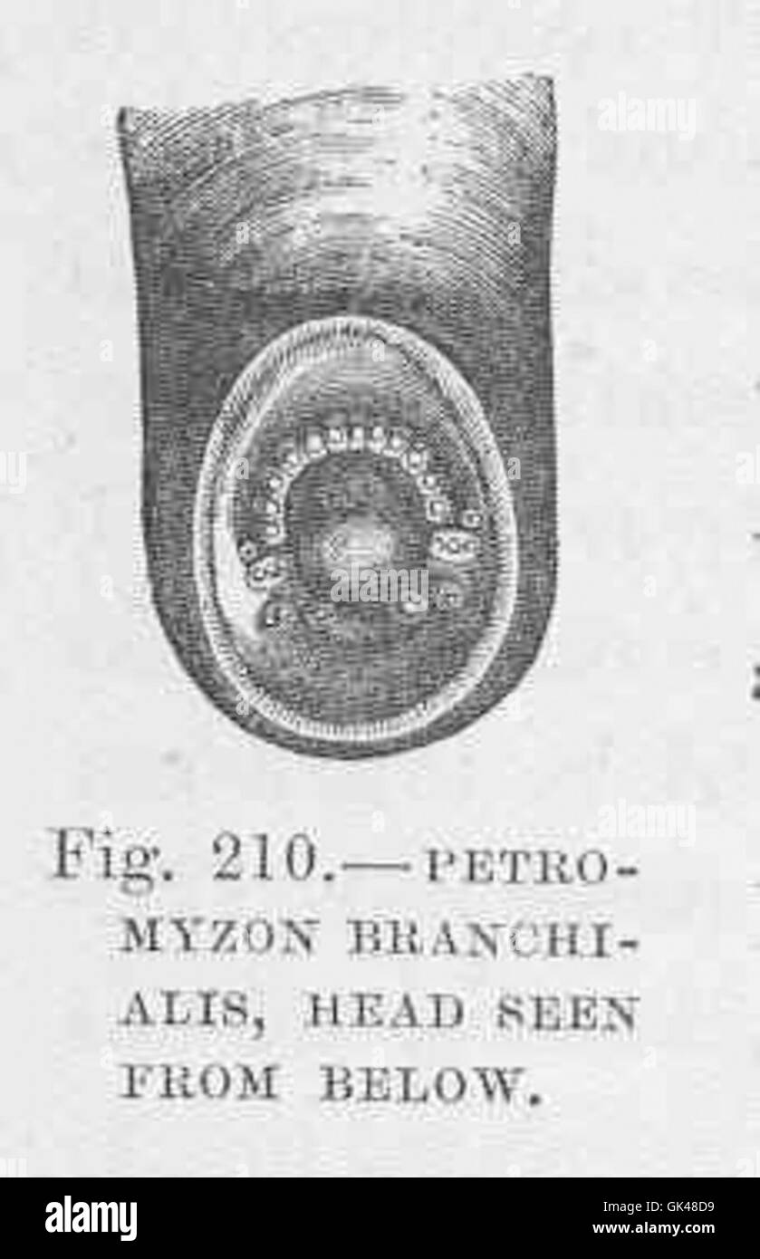 Petromyzon Black and White Stock Photos & Images - Alamy