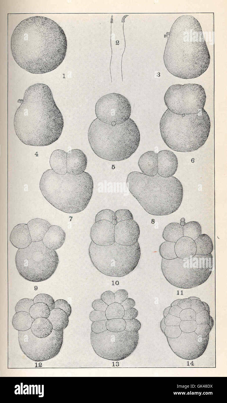 Quahog eggs are the reproductive cells of the quahog clam. They play a ...