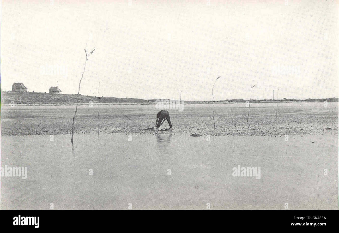 Z A Howes' Quahaug farm in Wellfleet involves planting several hundred ...