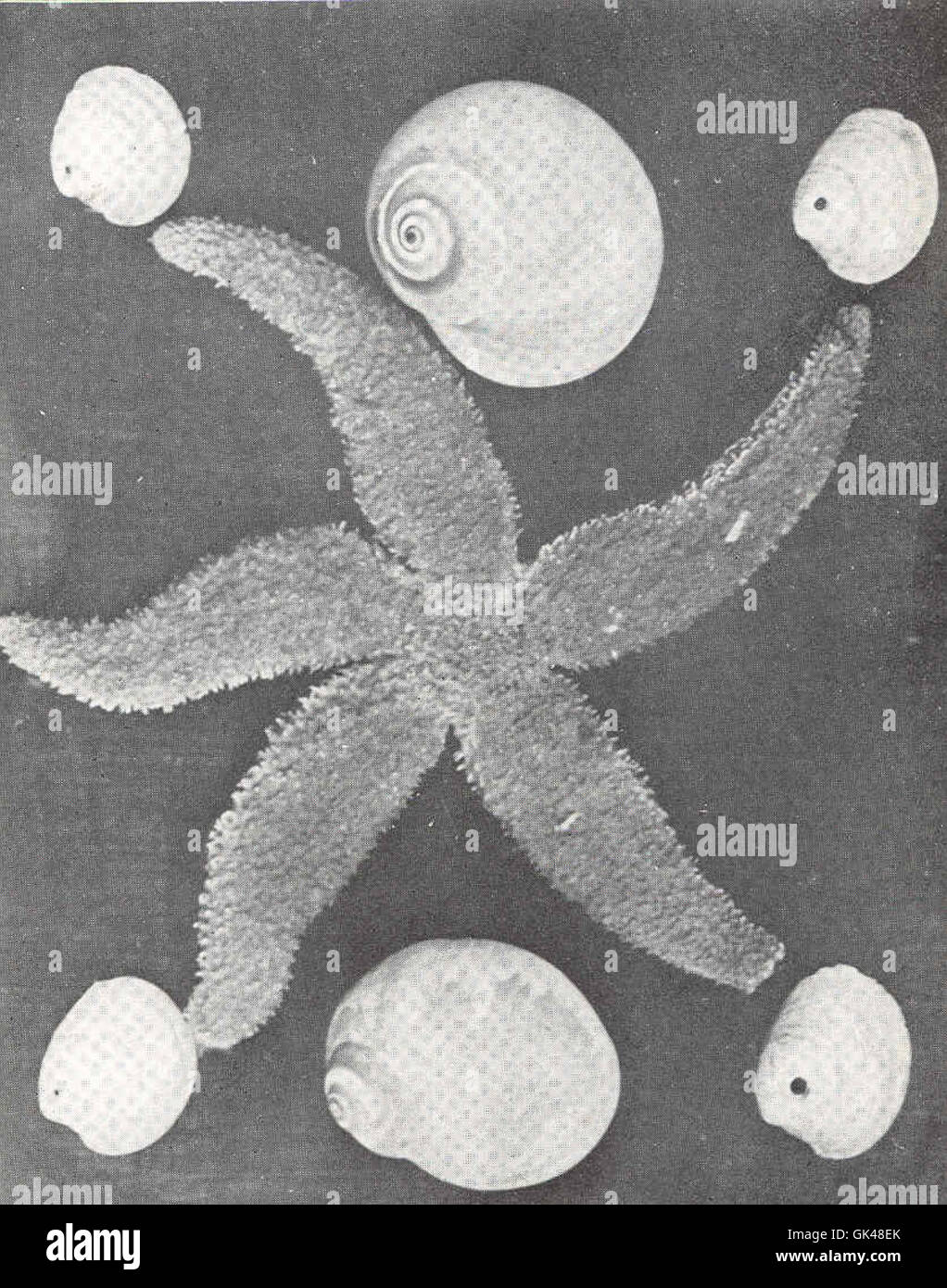 Common cockle illustration hi-res stock photography and images - Alamy