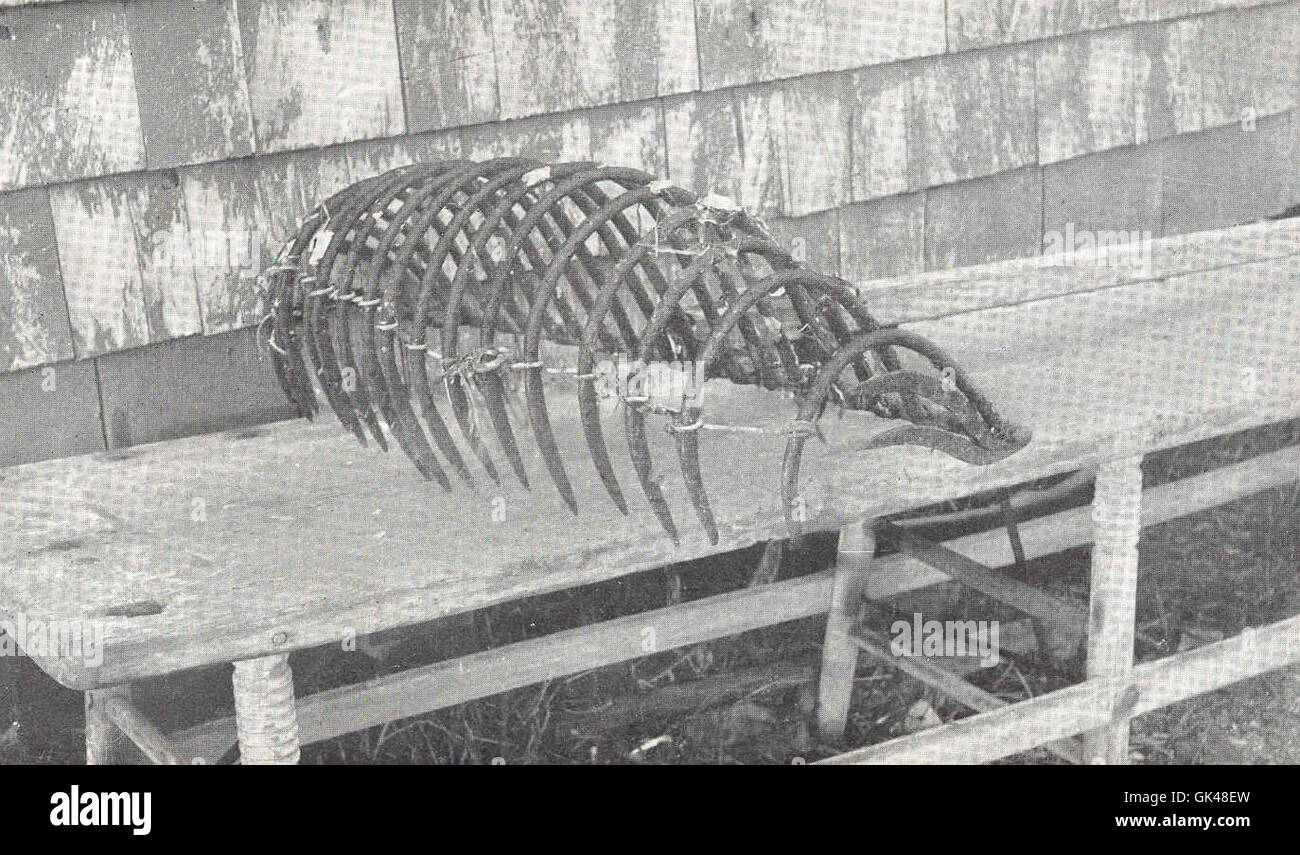 The Claw Quahaug Rake is a specialized tool used in the harvesting of ...