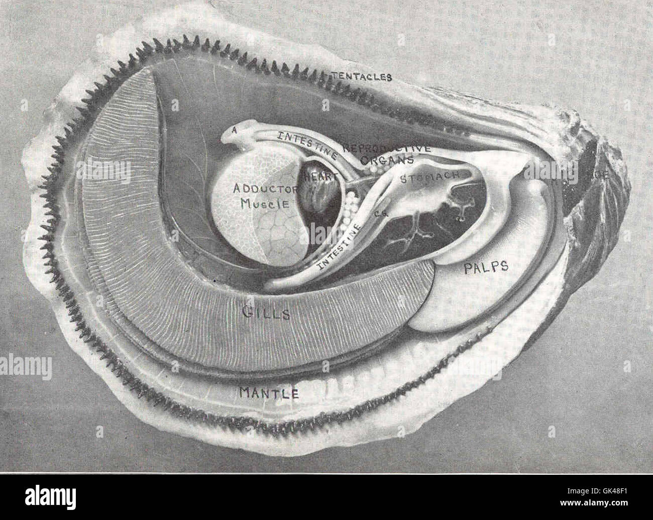 Oysters anatomy hi-res stock photography and images - Alamy
