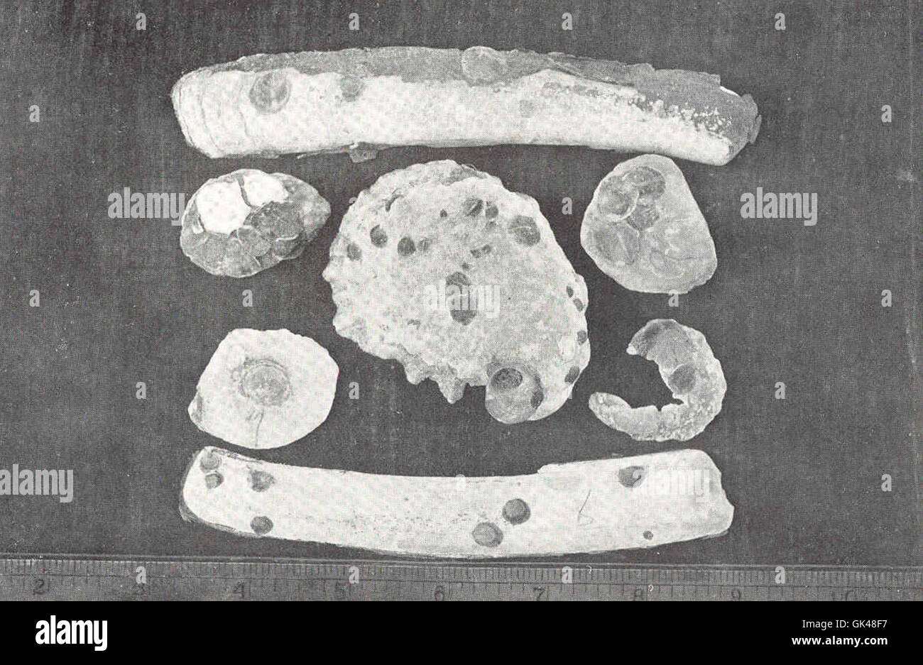 This historical image from 1908 shows one-month-old oyster spat growing ...