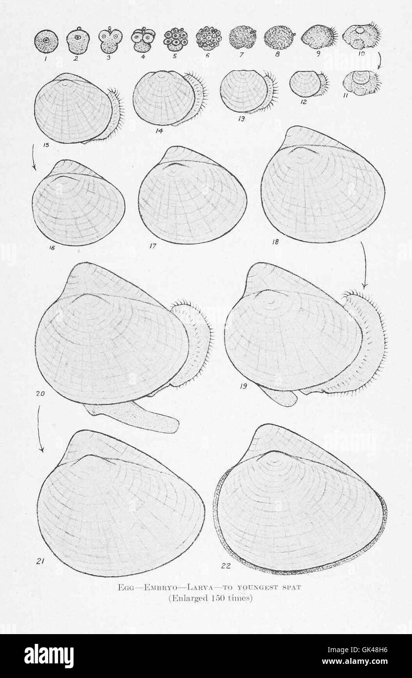 This sequence illustrates the life stages of a marine organism from egg ...