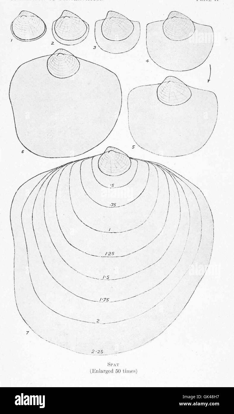 Spat refers to the early stage in the life cycle of bivalve mollusks ...
