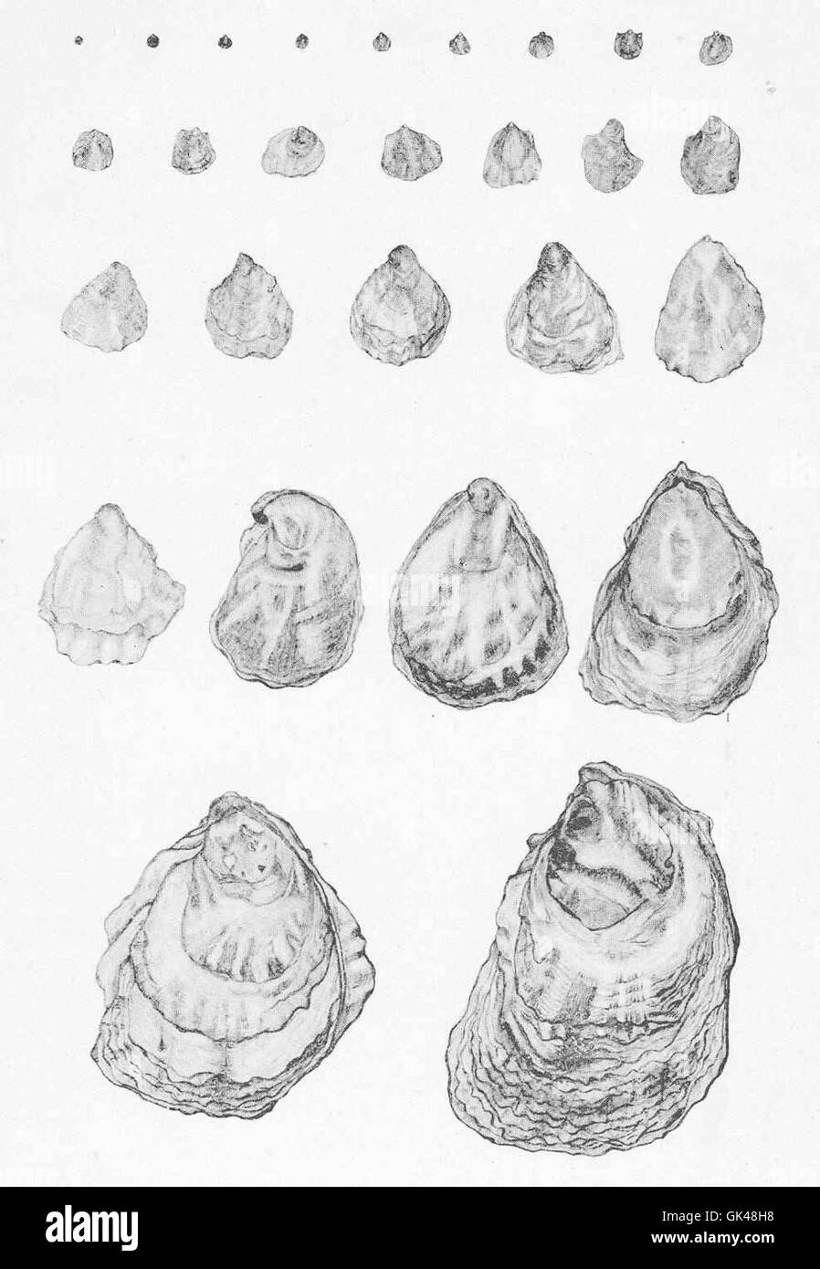 Particularly bivalves hi-res stock photography and images - Alamy