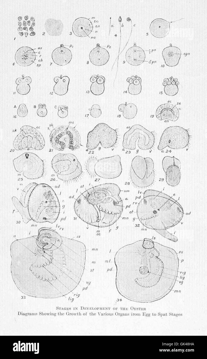 The stages in the development of the oyster, from larval stages to full ...