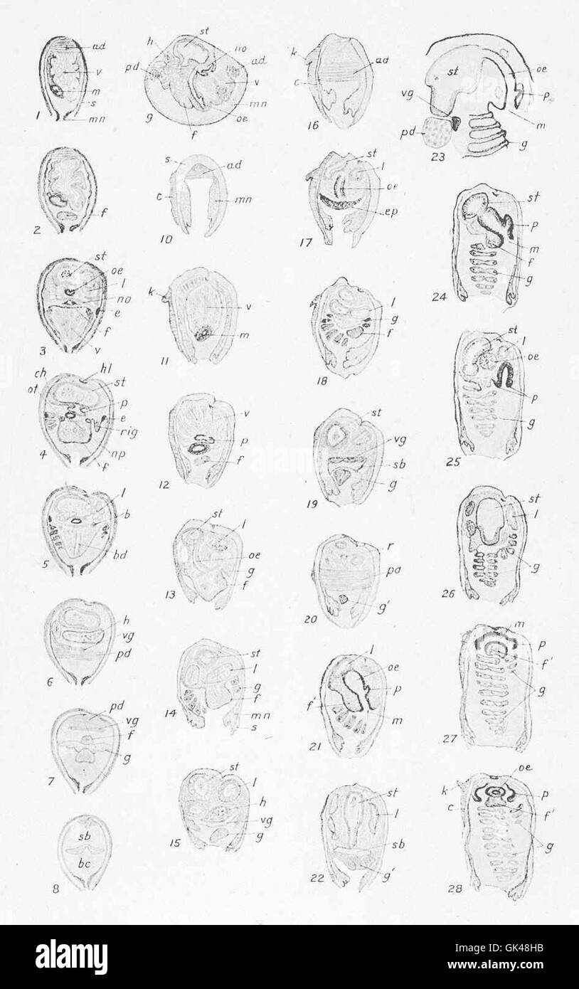 Larvae at various stages of development hi-res stock photography and ...