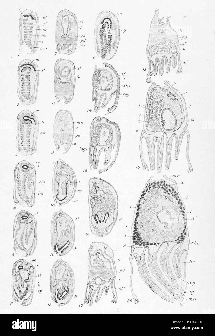 Sections of spat and oyster shells are shown, illustrating the growth ...