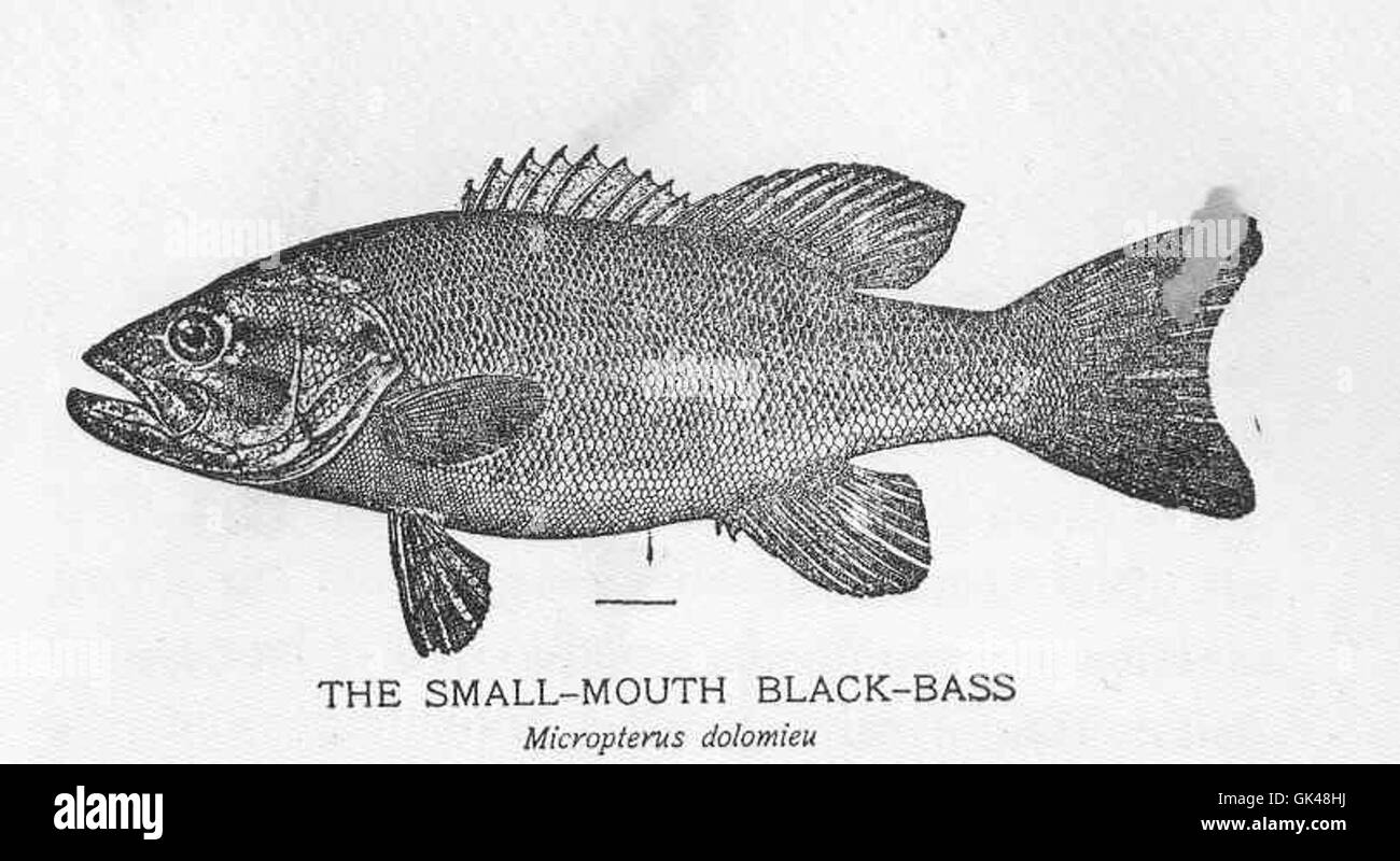 The Small-Mouth Black-Bass (Micropterus dolomieu) is a popular ...