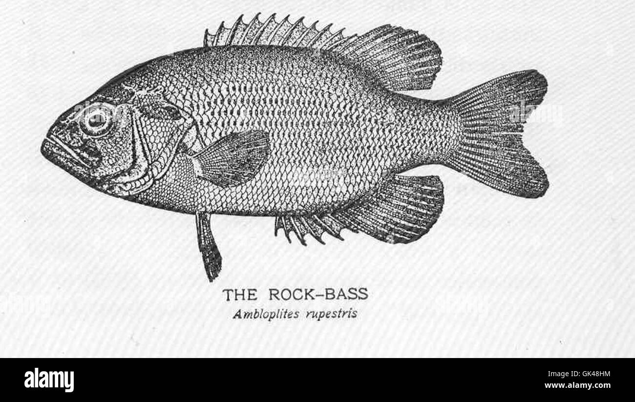 Bass fishing species Black and White Stock Photos & Images - Alamy