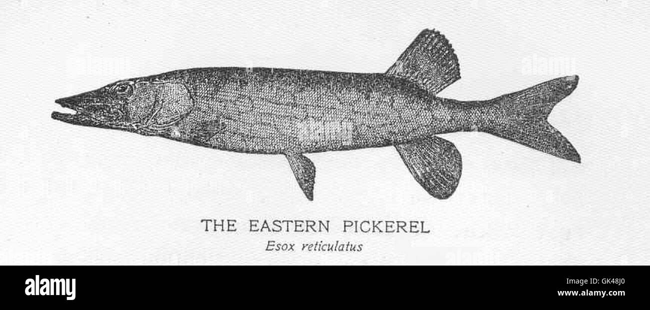 Pickerel Black and White Stock Photos & Images - Alamy