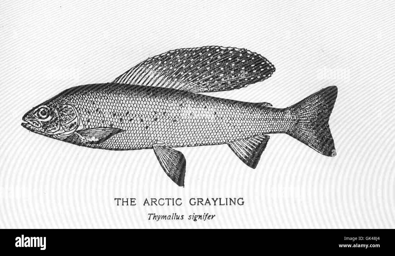 Thymallus thymallus grayling Black and White Stock Photos & Images - Alamy