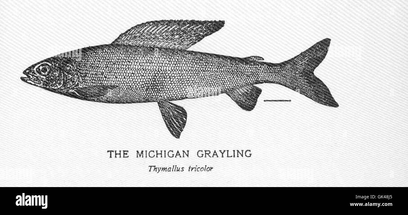 Grayling michigan Black and White Stock Photos & Images - Alamy