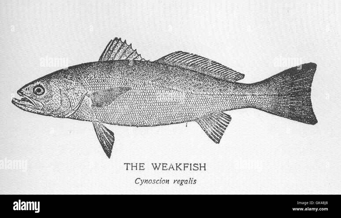 Weakfish illustration hi-res stock photography and images - Alamy