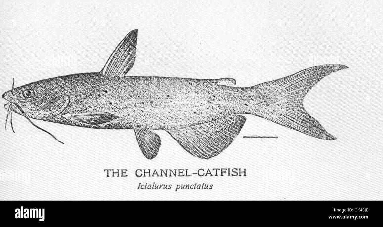 The channel catfish is a common species of freshwater fish native to ...