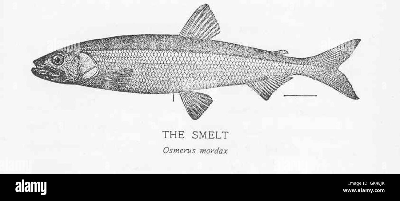 Smelt illustration hi-res stock photography and images - Alamy
