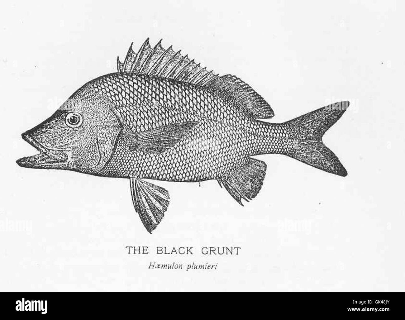 Tropical fish in black Black and White Stock Photos & Images - Alamy