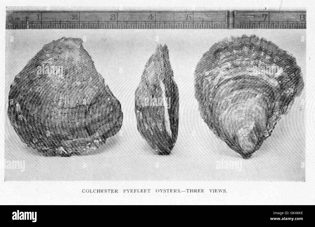 48318 Colchester Pyefleet Oysters--Three Views Stock Photo - Alamy