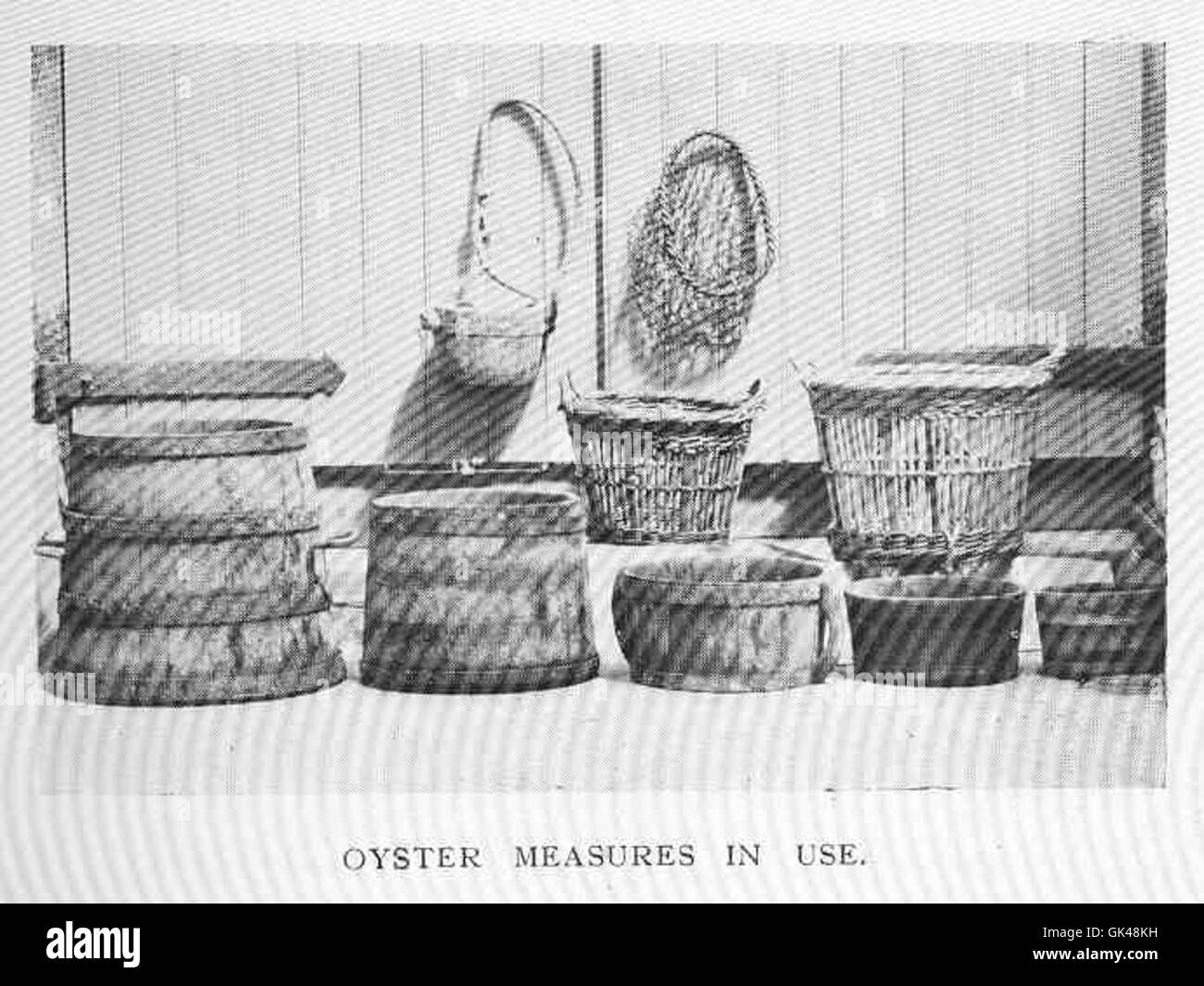 Oyster measures are tools used to measure the size of oysters during ...
