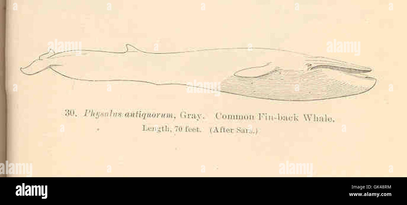 Long streamlined body hi-res stock photography and images - Alamy