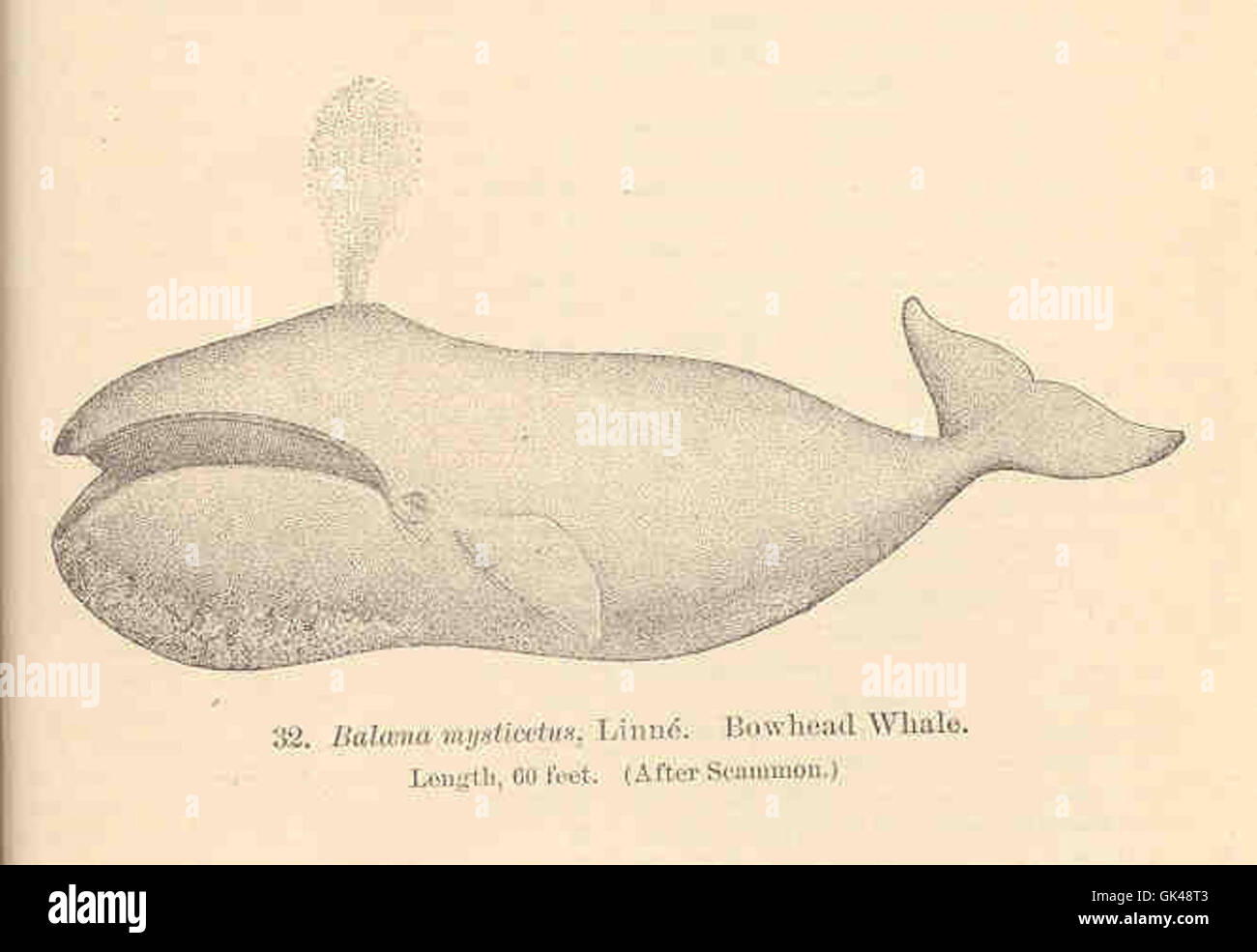 34098 Balaena mysticetus, Linne Bowhead Whale Stock Photo - Alamy